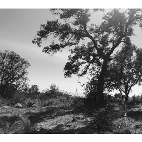 O, Sun/ZOH AMBA/ゾウ・アンバ/規格外のサウンドを聴かせる若手フリー系サックス奏者の最重要人物!?｜JAZZ｜ディスクユニオン ...