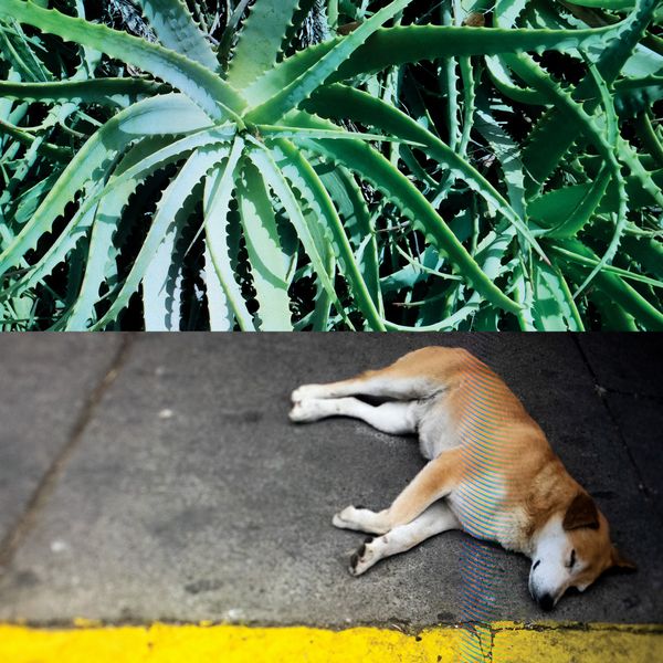 ALL THE THINGS THAT HAPPEN (LP (180 GRAM) - BLACK)/STEVE BATES/[輸入盤LP ...