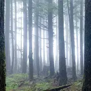 Forest Echo/EDANTICONF｜CLUB/DANCE｜ディスクユニオン･オンラインショップ｜diskunion.net